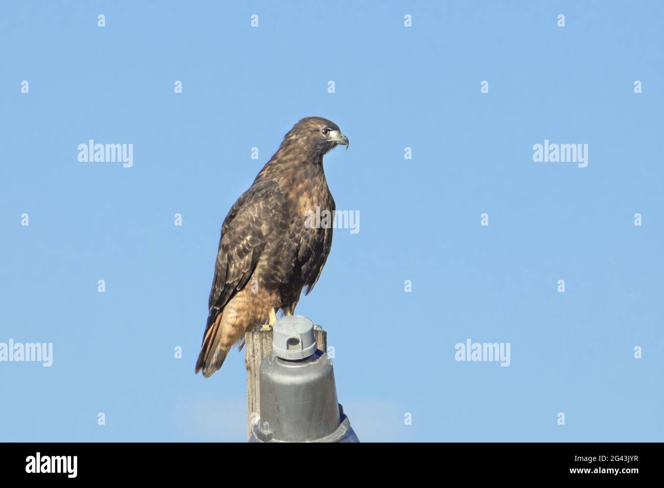 Red tailed hawk perched hi-res stock photography and images - Alamy