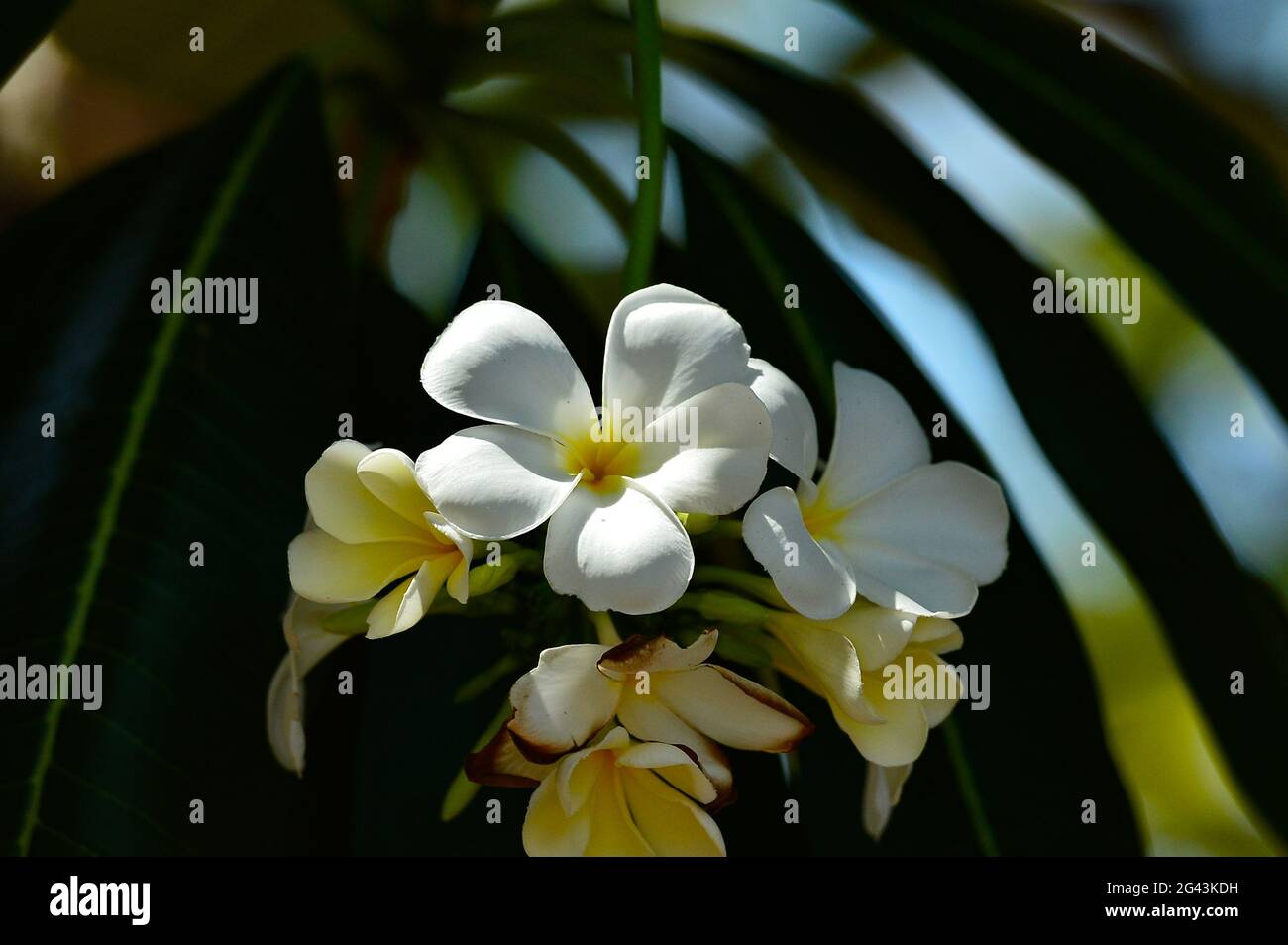 Tropical white flower in the sunlight, at Timber Creek, Northern ...