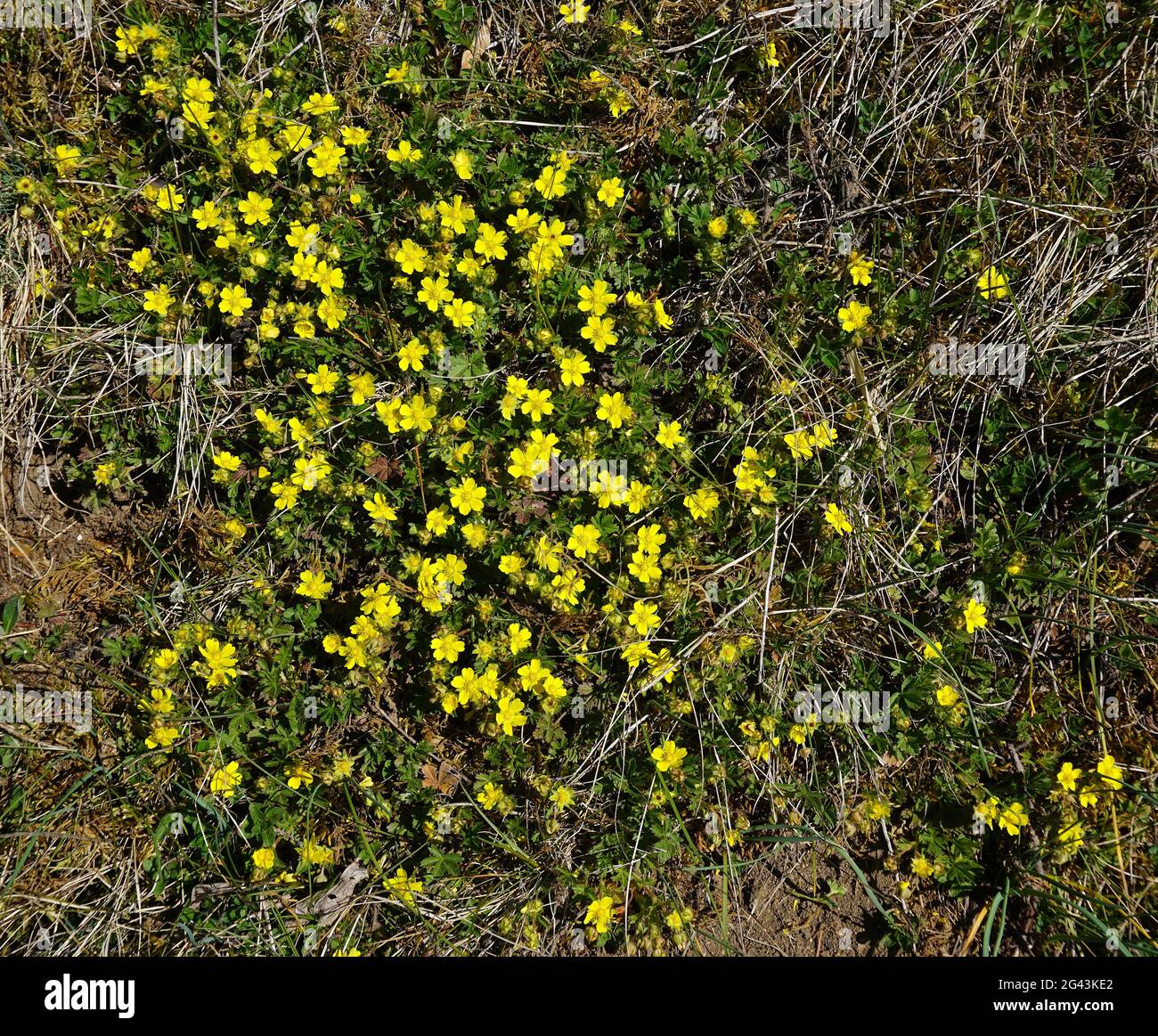 Spring cinquefoil, spotted cinquefoil Stock Photo - Alamy