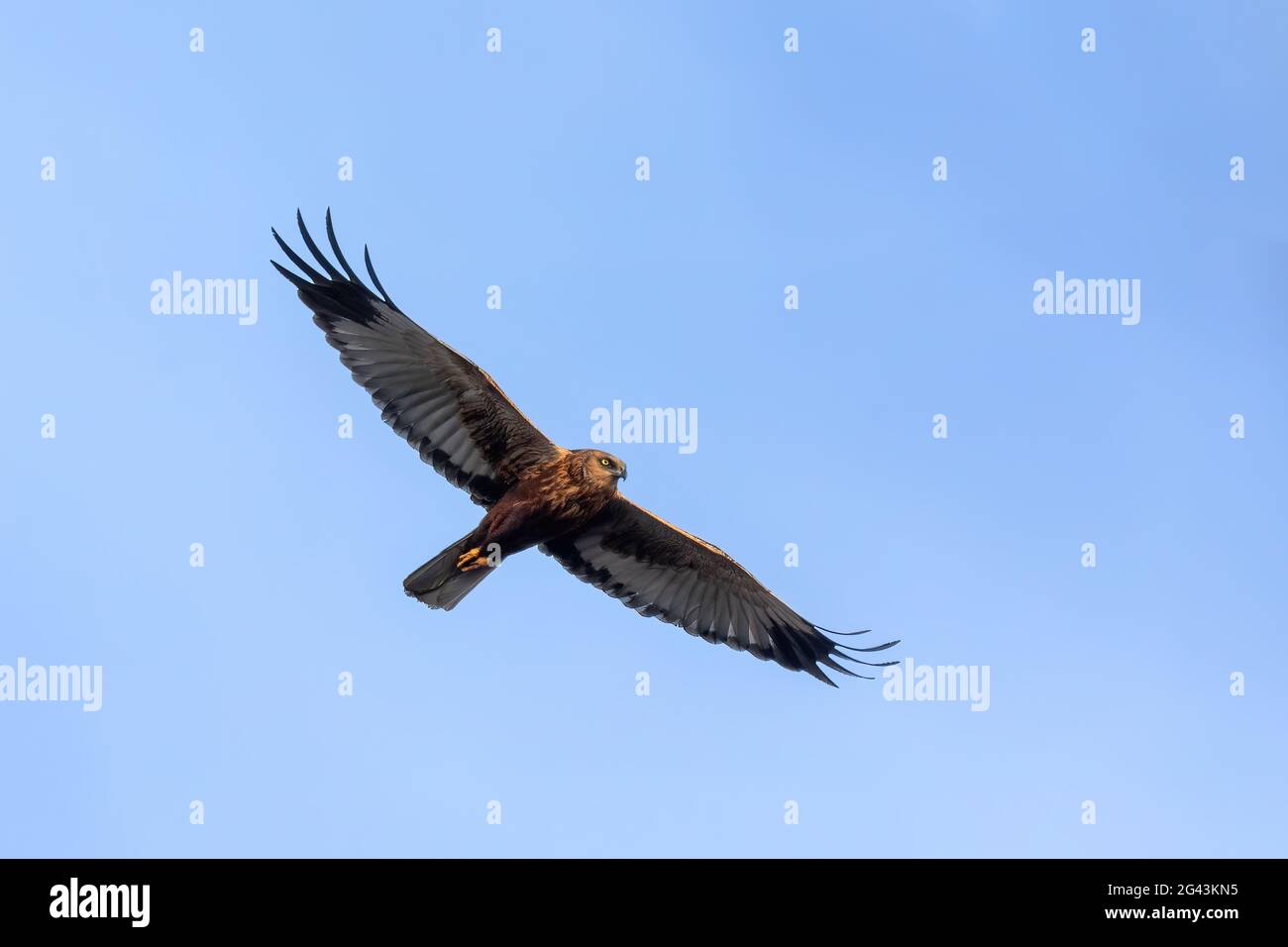 Marsh Harrier, Birds of prey, Europe Wildlife Stock Photo - Alamy