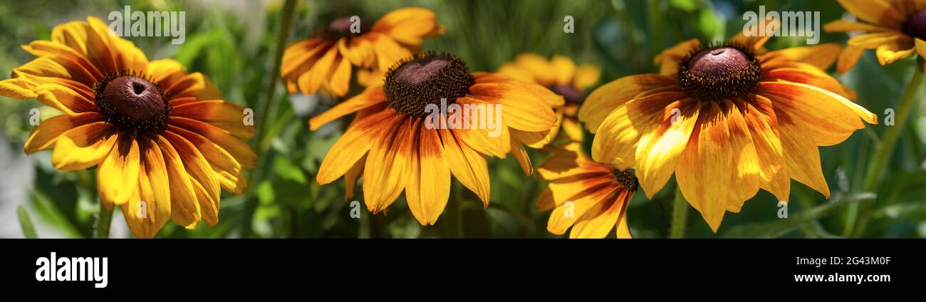 Close-up of yellow daisy flowers Stock Photo - Alamy