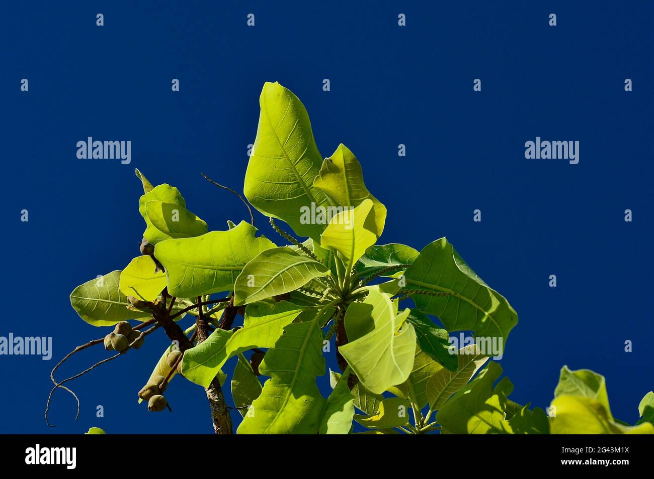 Cockatoo plum hi-res stock photography and images - Alamy