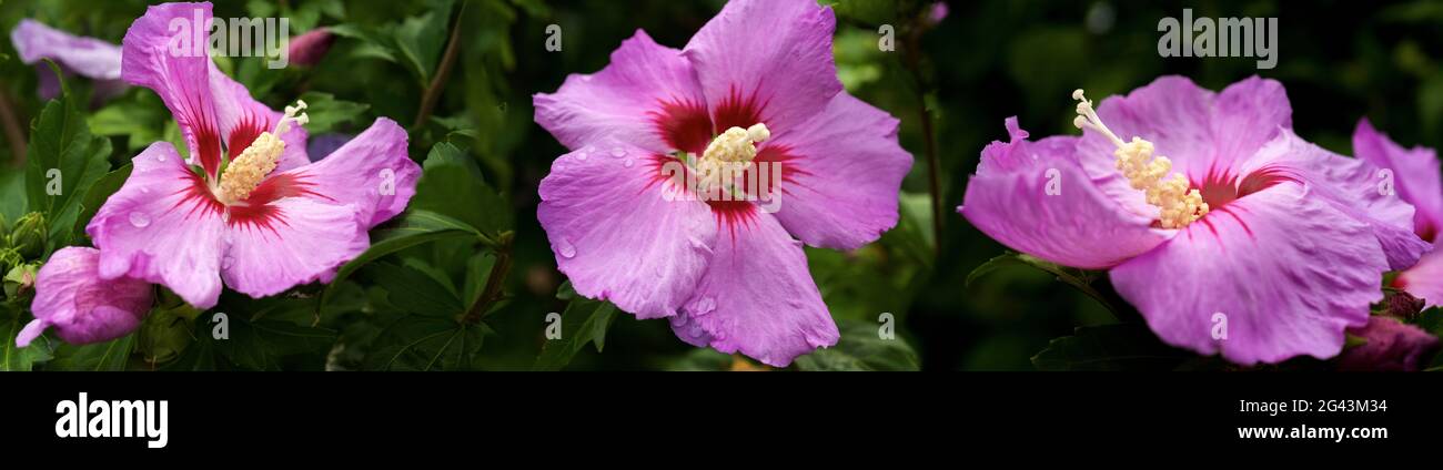 Three petal flower hi-res stock photography and images - Alamy