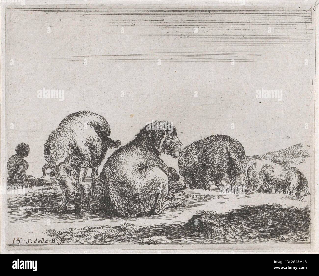 Sheep and rams; Different animals; Diversi Animali. Sheep and rams in a ...