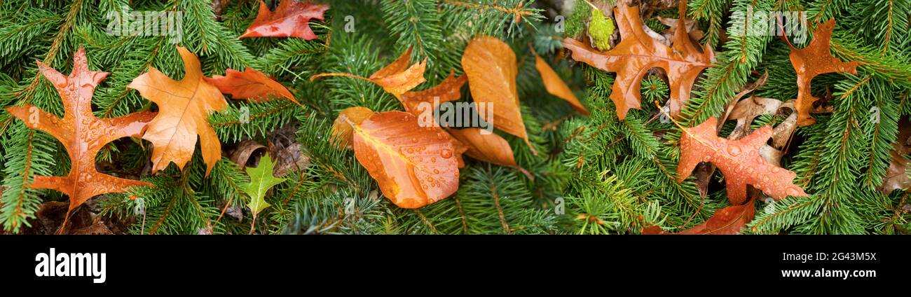 Autumn colored leaves and evergreen tree needles Stock Photo - Alamy