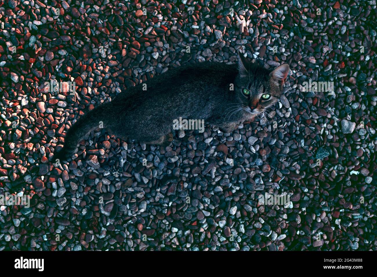 Cat standing on the pebbles . Cat eyes shines in the low light Stock ...