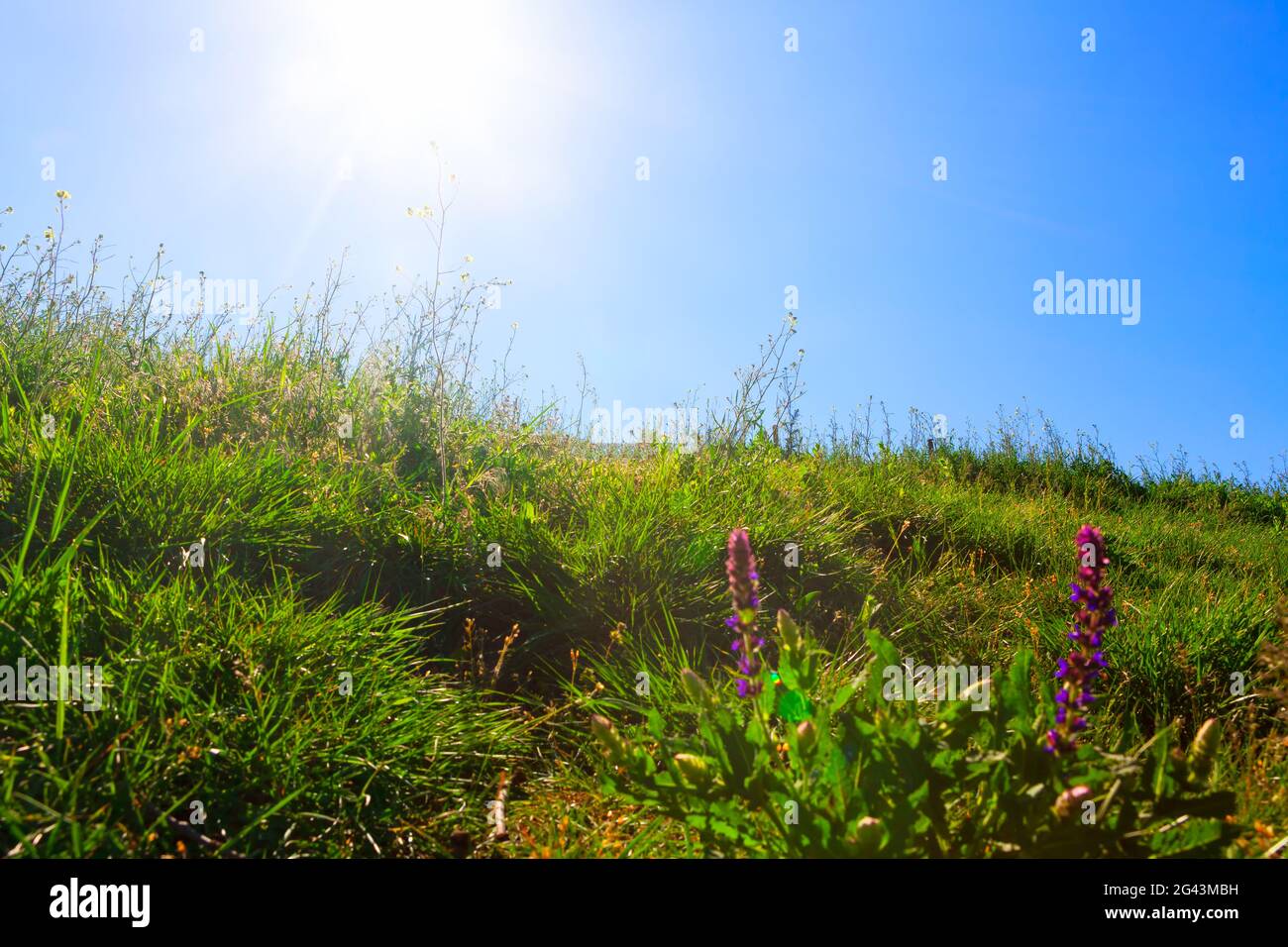 Sun shining over green hill with flowers Stock Photo - Alamy