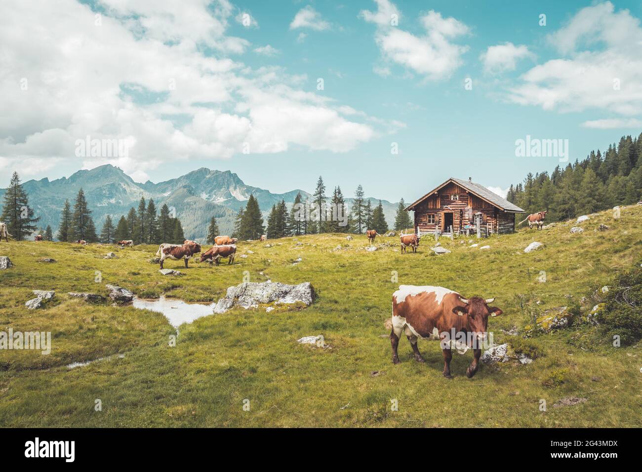 Idyllic mountain landscape in the alps: Mountain chalet, cows, meadows ...