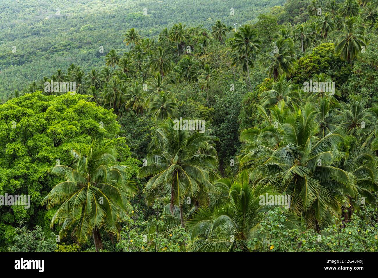 Coconut trees in the middle of lush jungle vegetation, near Taipivai ...