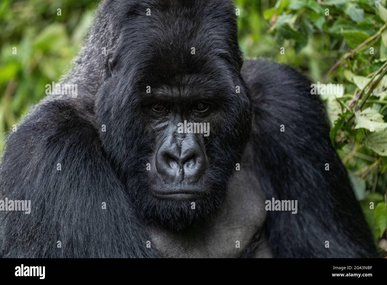 Silverback Guhonda is over 30 years old, two meters tall, weighs more ...