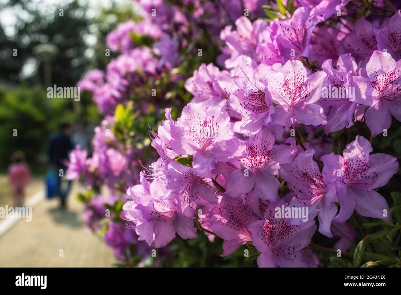 Royal azalea hi-res stock photography and images - Alamy