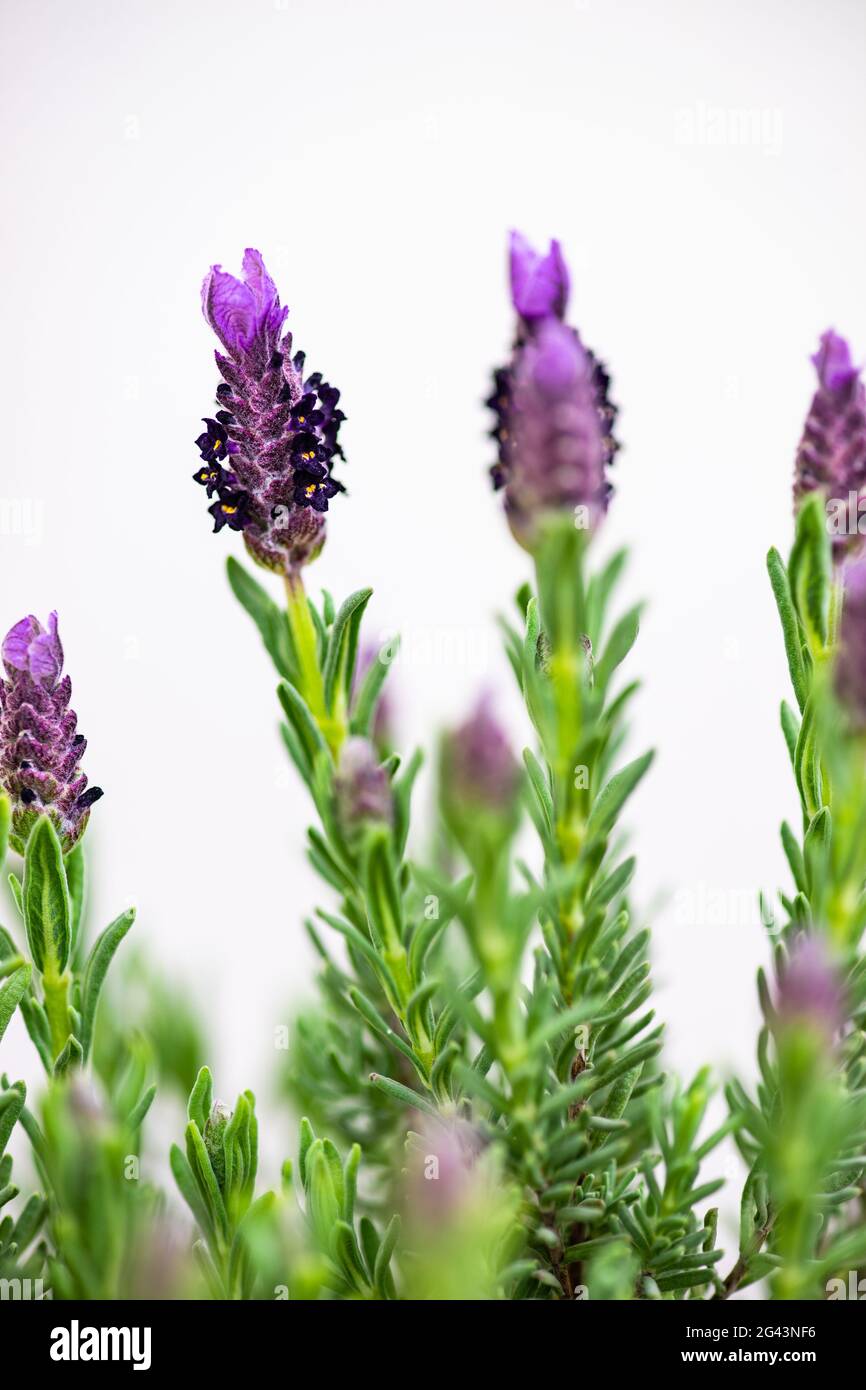 Beautiful lavender flowers in a pot Stock Photo - Alamy