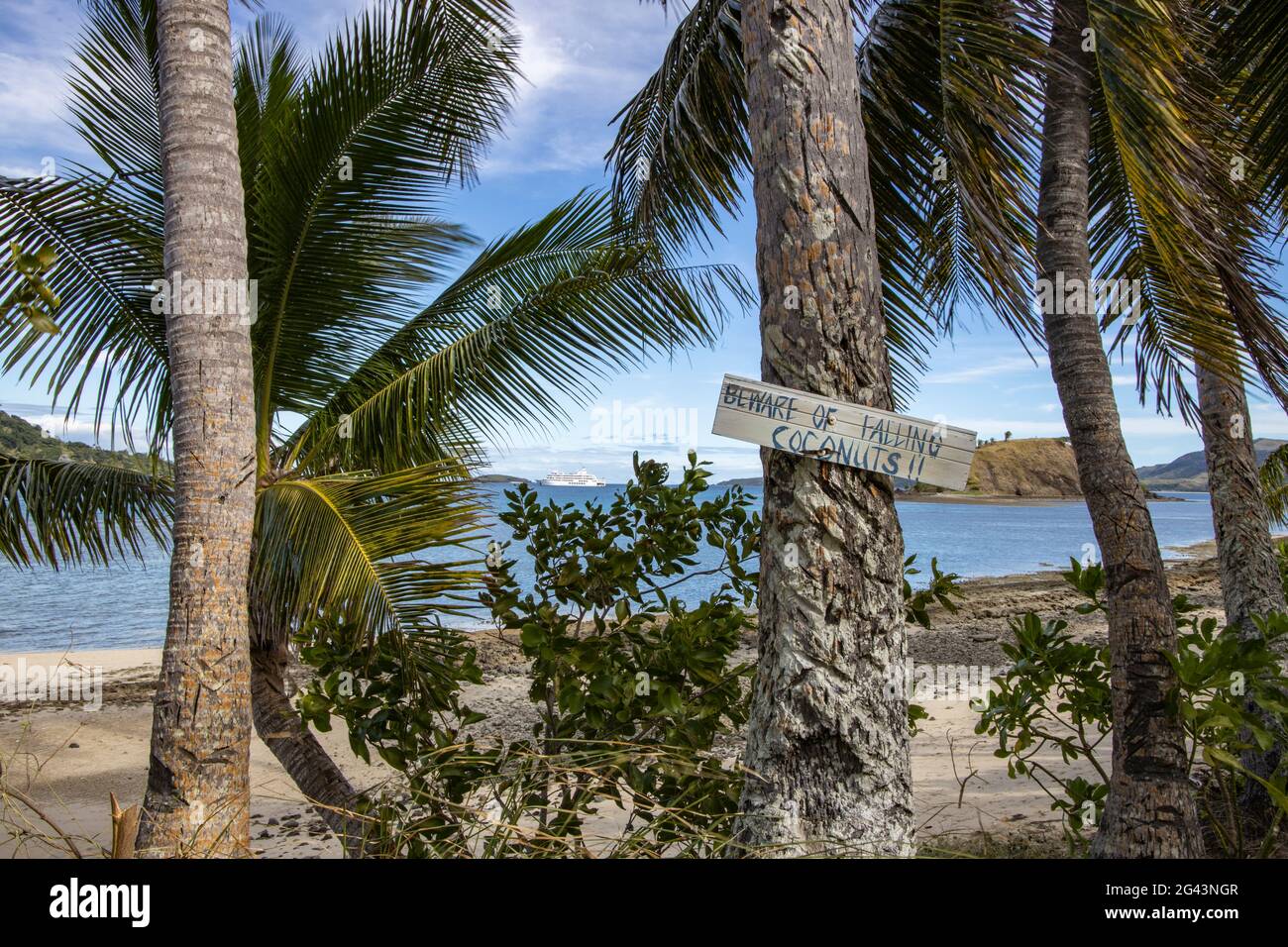 Watch out, coconuts! A warning sign on a coconut tree warns of falling ...