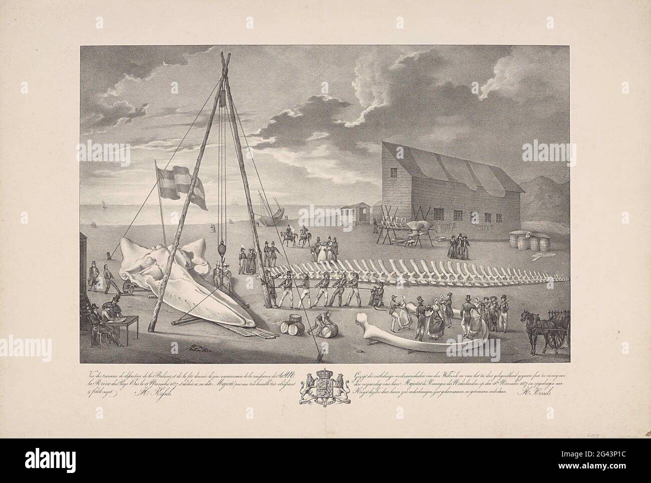 Animal de dissection hi-res stock photography and images - Alamy