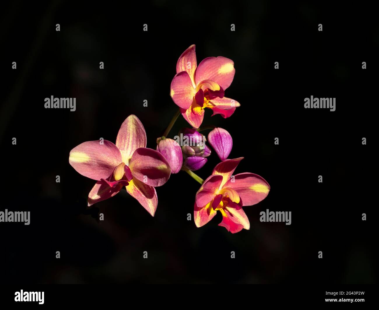 Orchids black background hi-res stock photography and images - Alamy