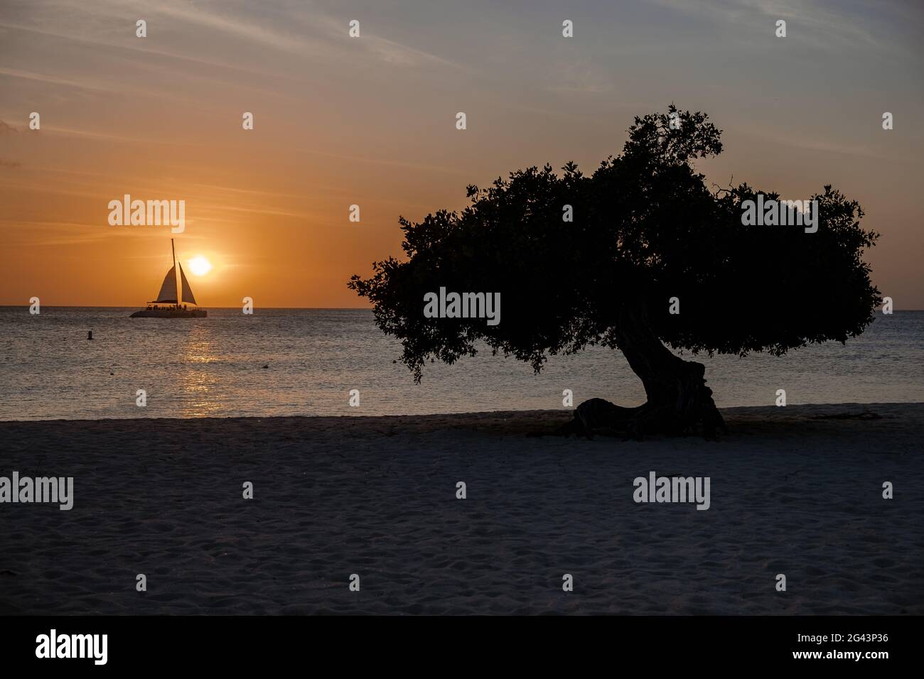 Divi Dive Trees on the shoreline of Eagle Beach in Aruba Stock Photo ...
