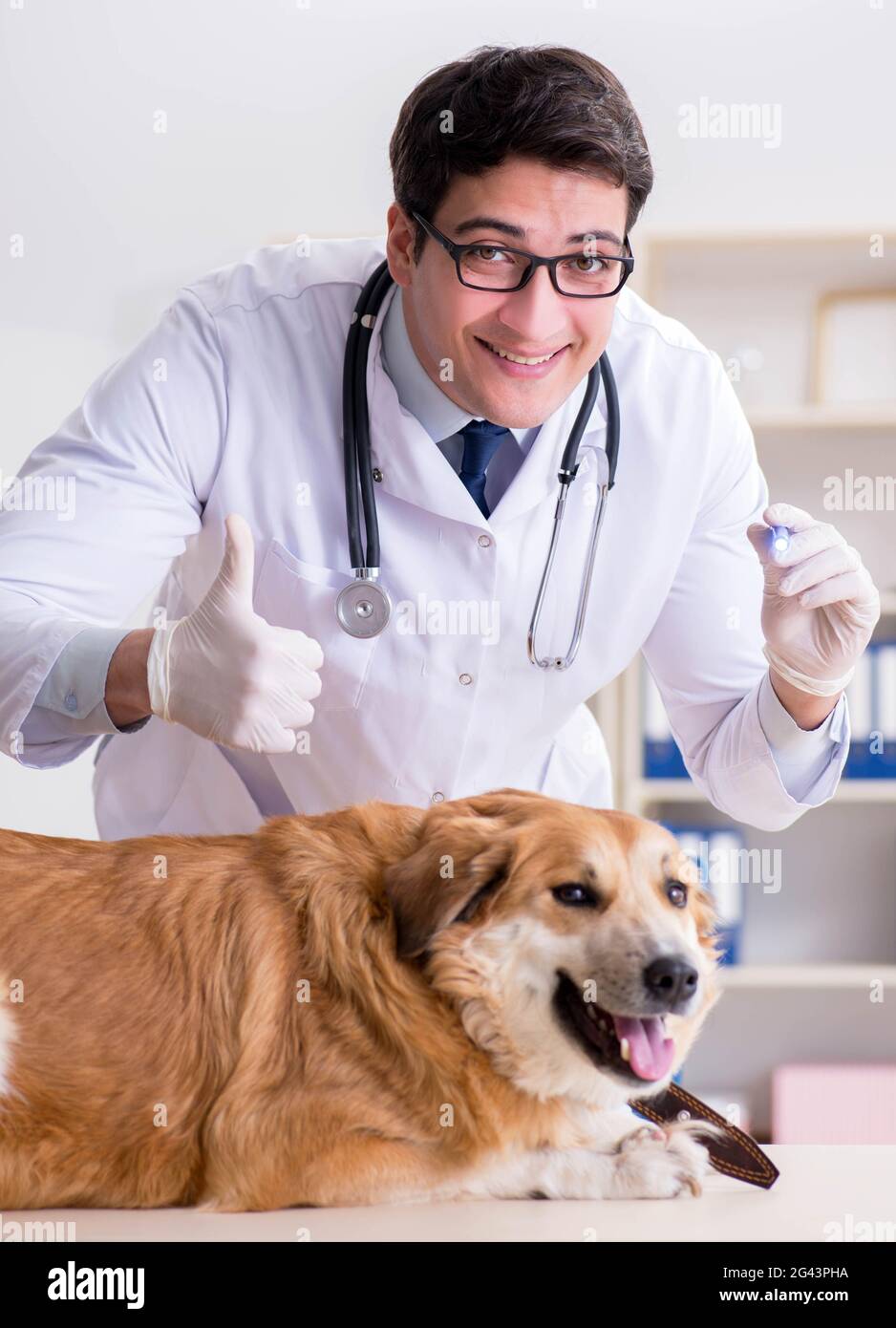 Doctor examining golden retriever dog in vet clinic Stock Photo - Alamy