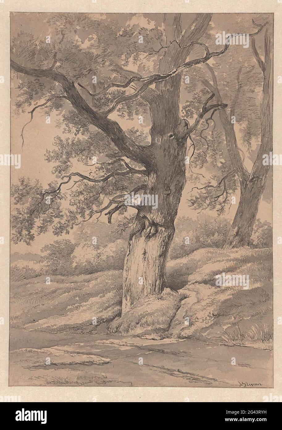 Tree study Stock Photo - Alamy