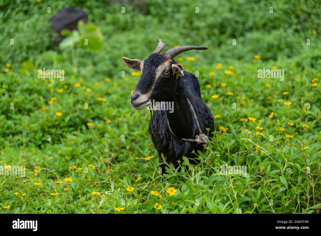 Goat in the interior of the island, Moorea, Windward Islands, French ...