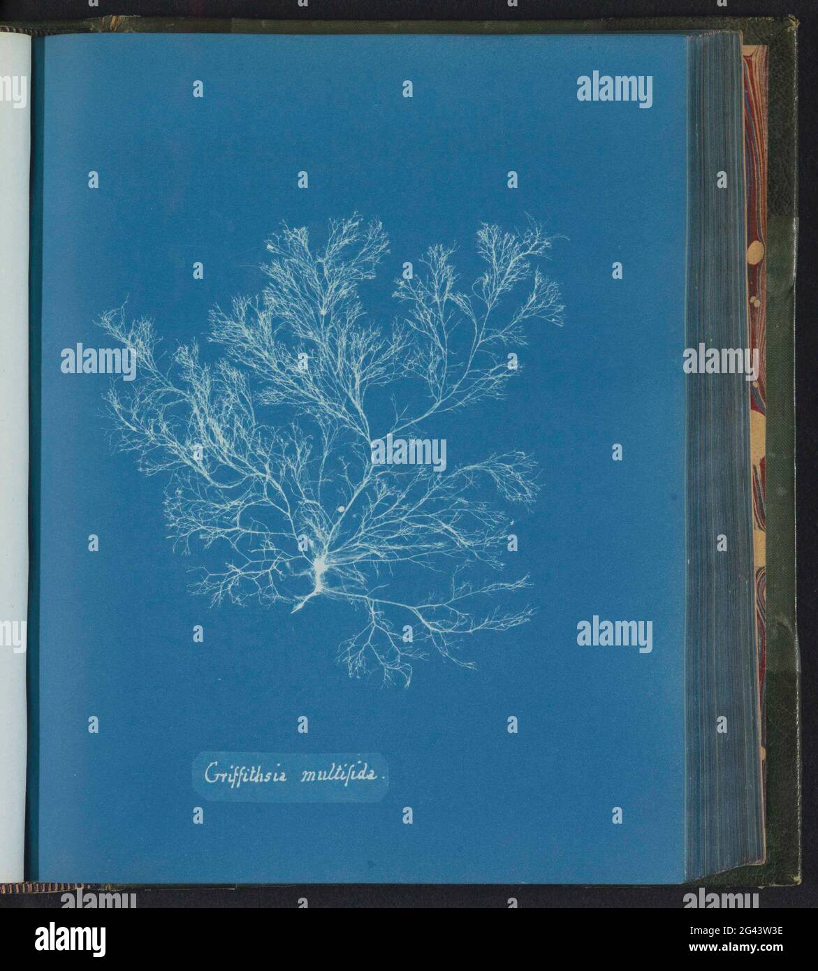 Griffithsia Multifida; Seaweed Stock Photo - Alamy