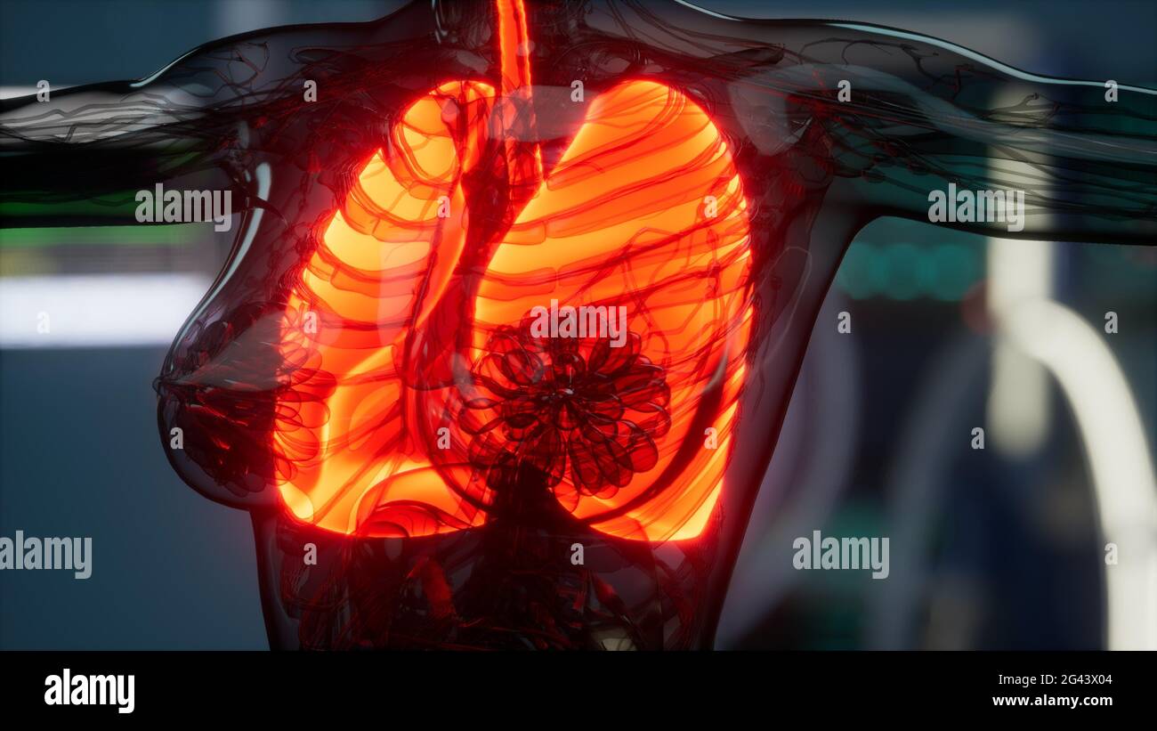 Human Lungs Radiology Exam in Laboratory Stock Photo - Alamy