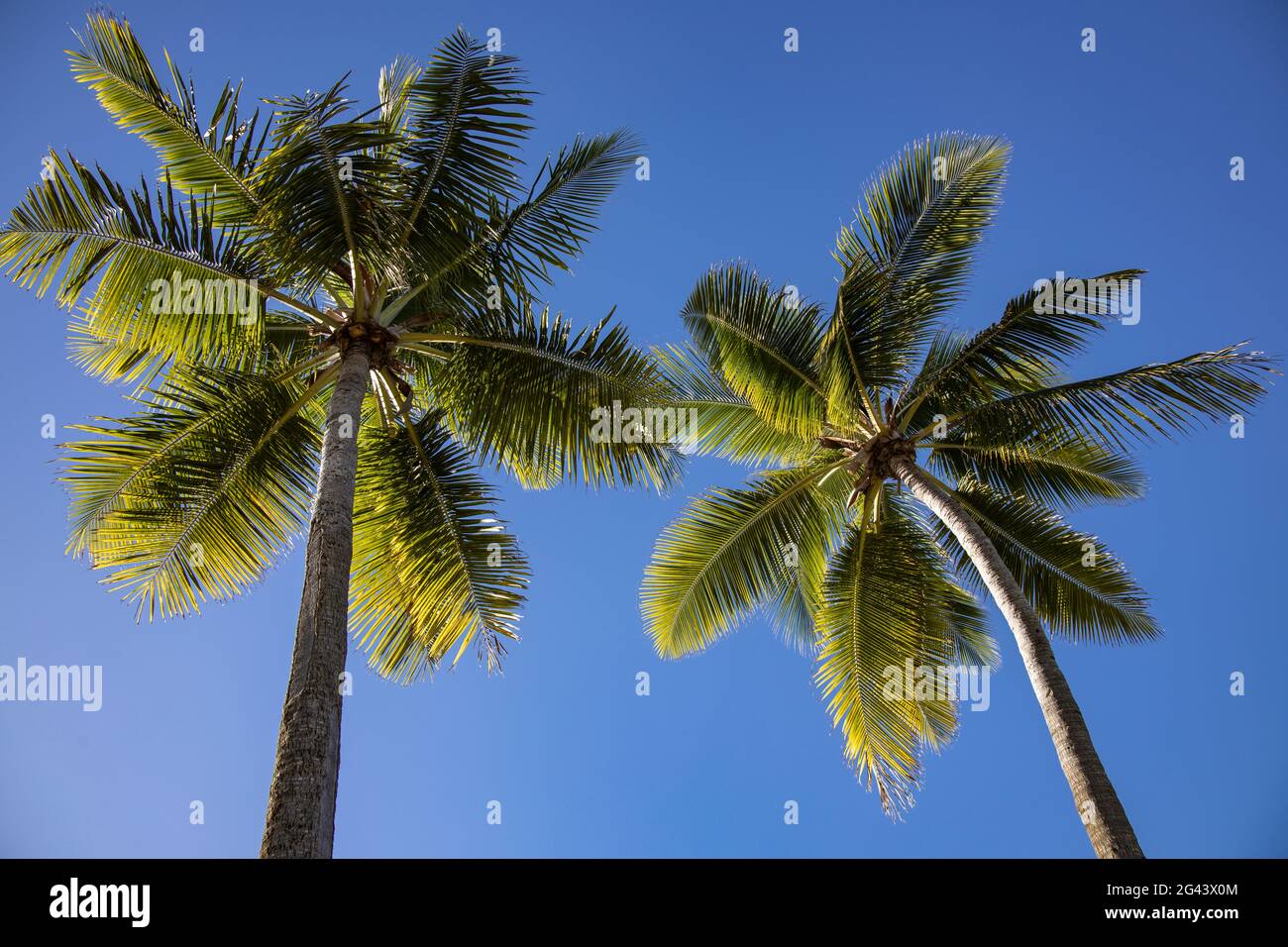 Two coconut trees at Malamala Island Beach Club, Mala Mala Island ...