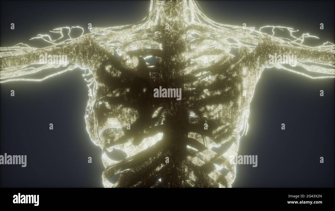 Colorful Human Body animation showing bones and organs Stock Photo - Alamy