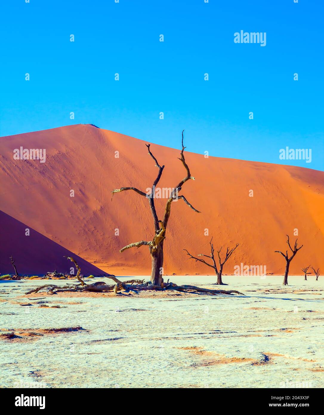 Lake with dead trees hi-res stock photography and images - Alamy