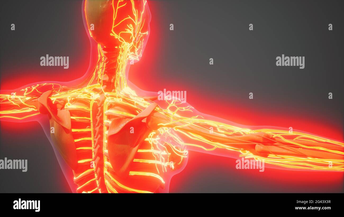 Science anatomy of human Blood Vessels Stock Photo - Alamy