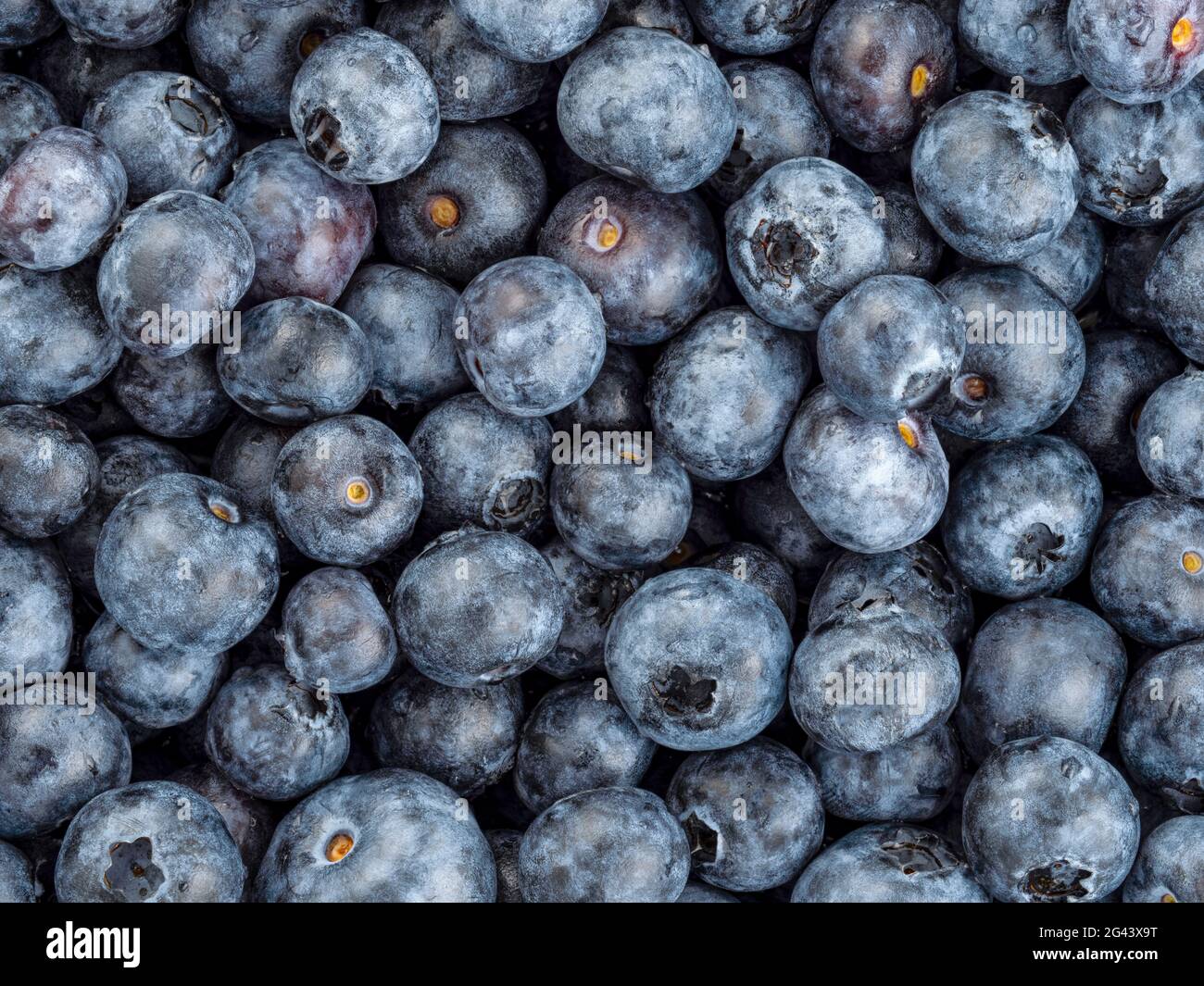 Full frame of blueberries hi-res stock photography and images - Alamy