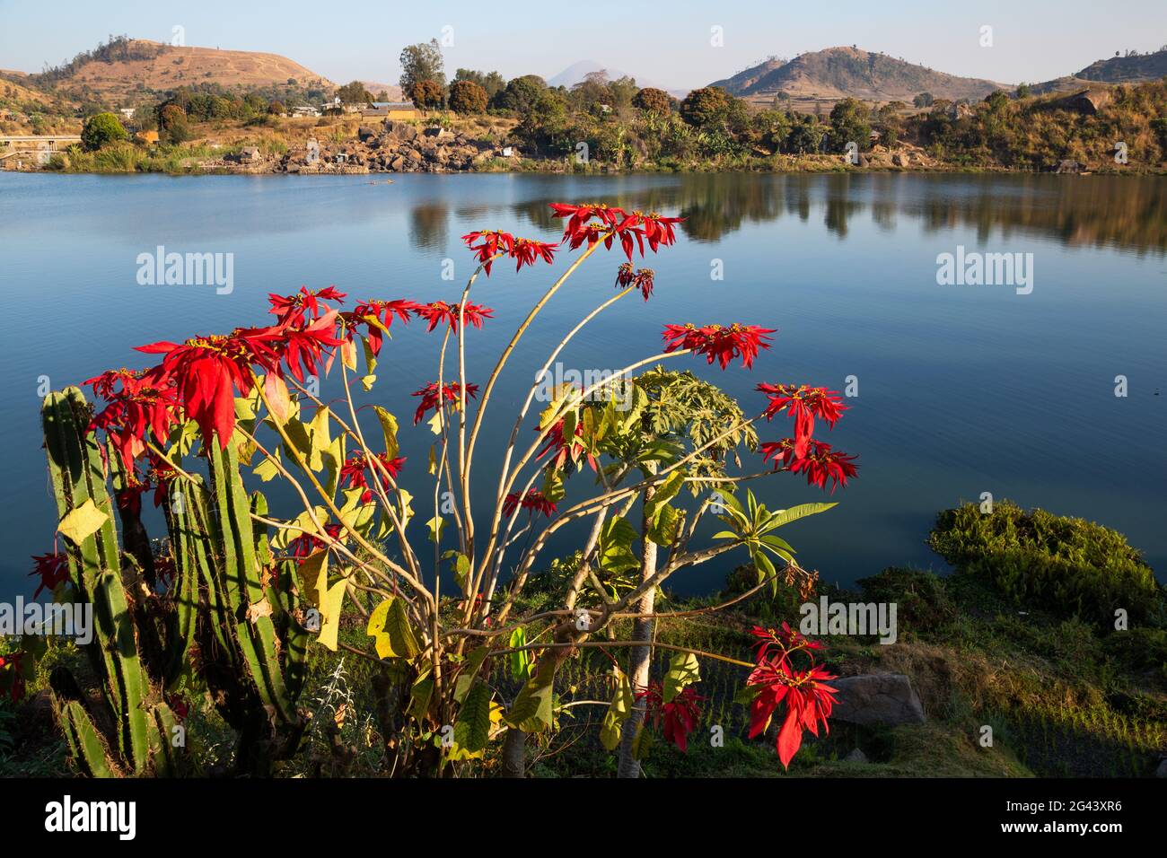 Poinsettia, Euphorbia pulcherrima, at Lake Itasy, Lac Itasy, Merina ...