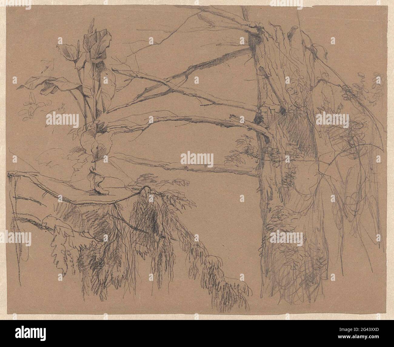 Sketch sheet with plant and tree study Stock Photo - Alamy