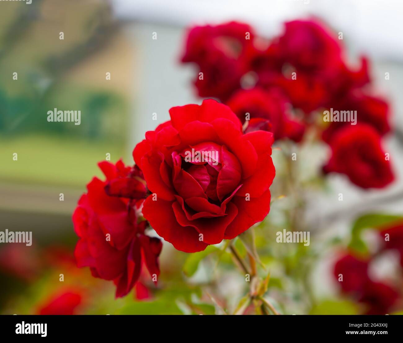 Field of red roses hi-res stock photography and images - Alamy