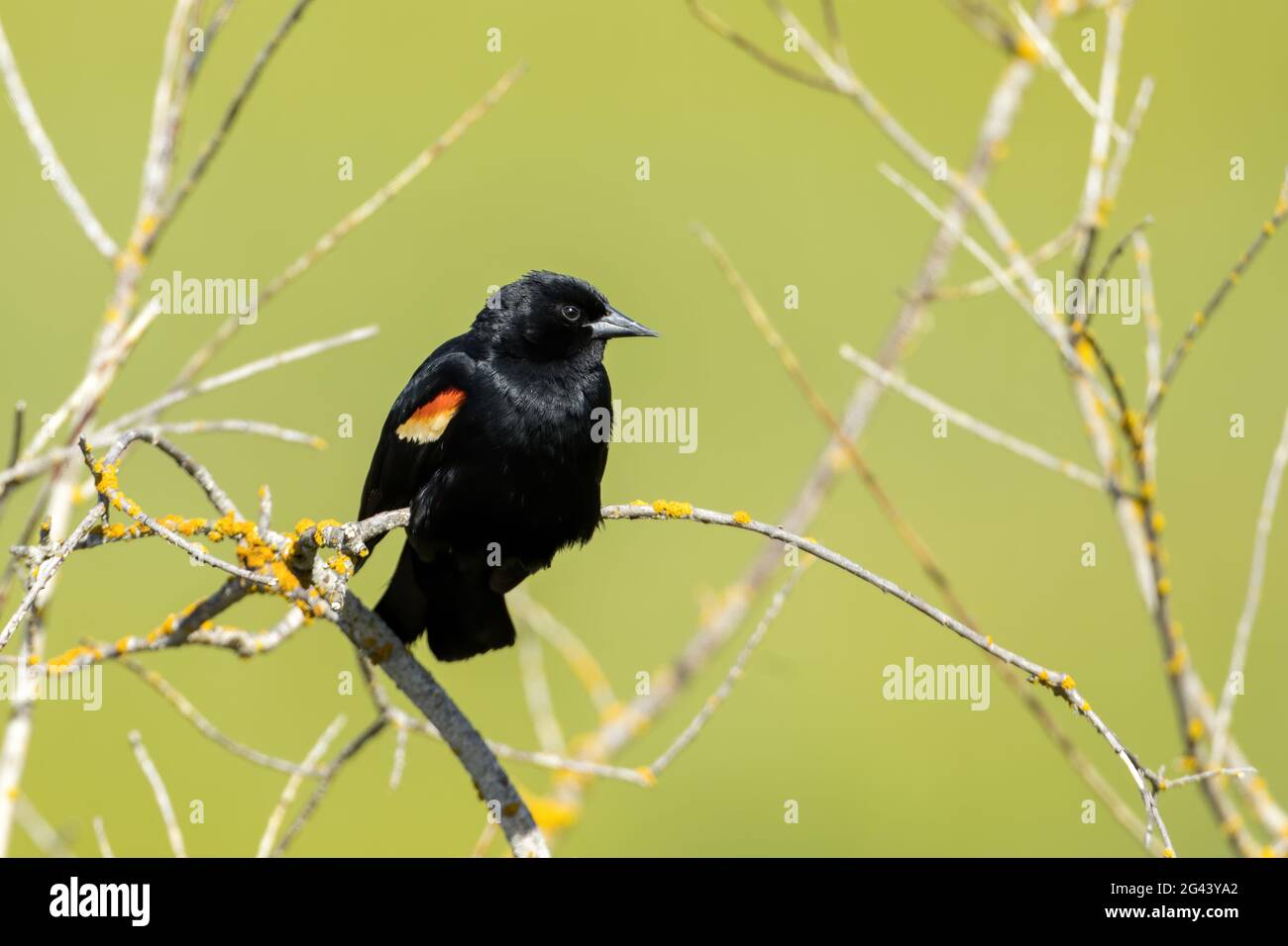 Red winged black hi-res stock photography and images - Alamy
