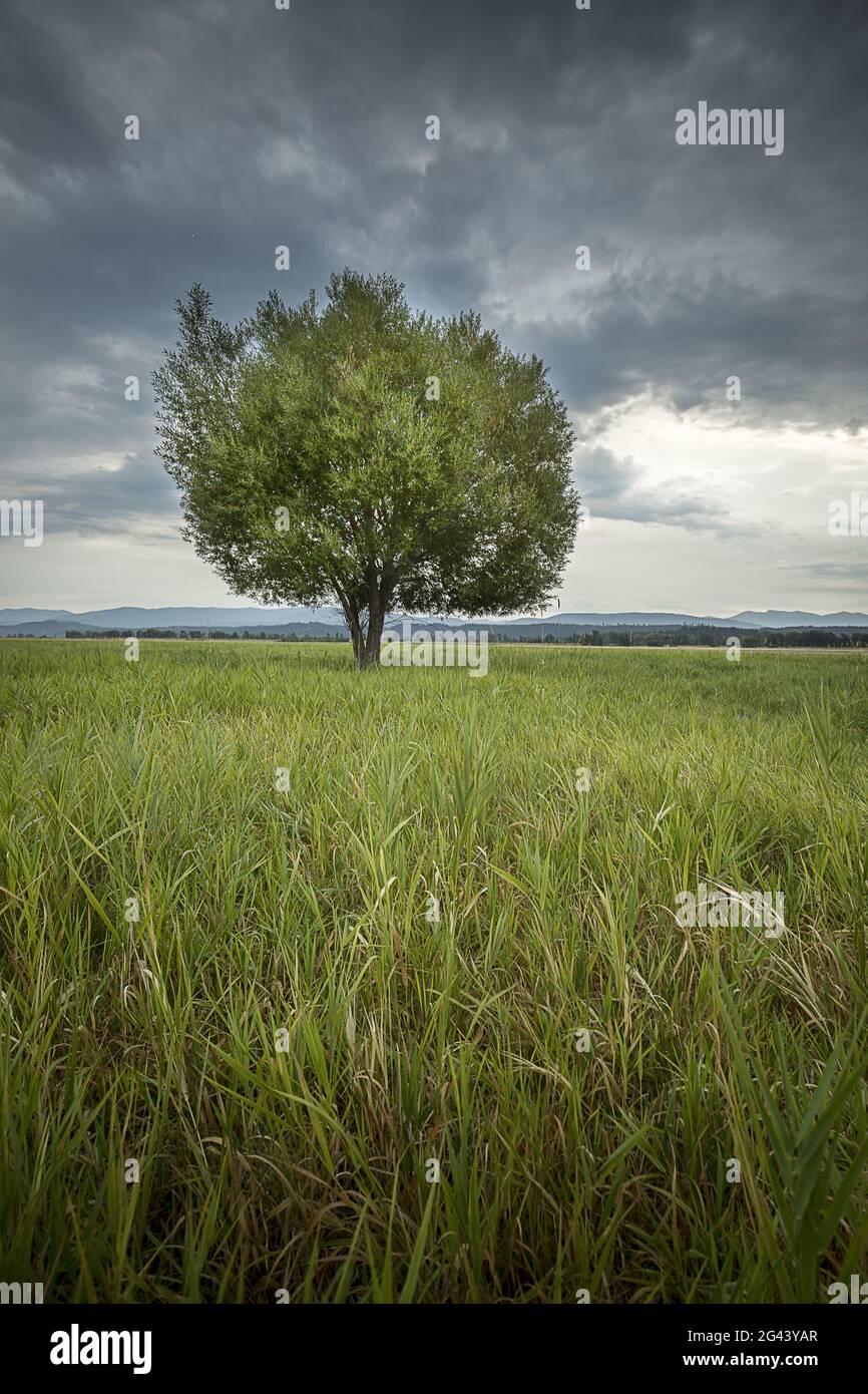Tree in a grassy field hi-res stock photography and images - Alamy