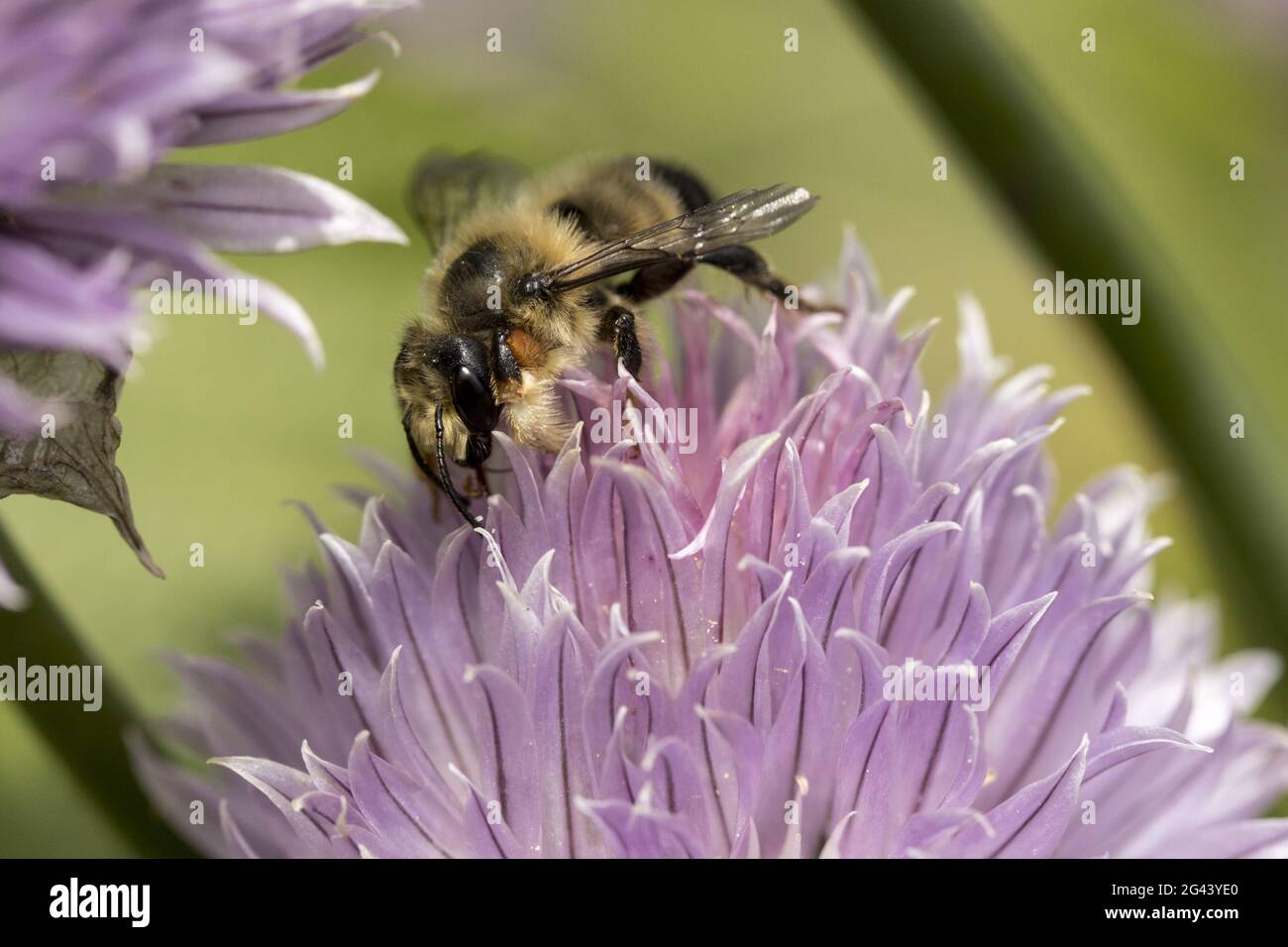 Bee pollinating pink flower hi-res stock photography and images - Alamy