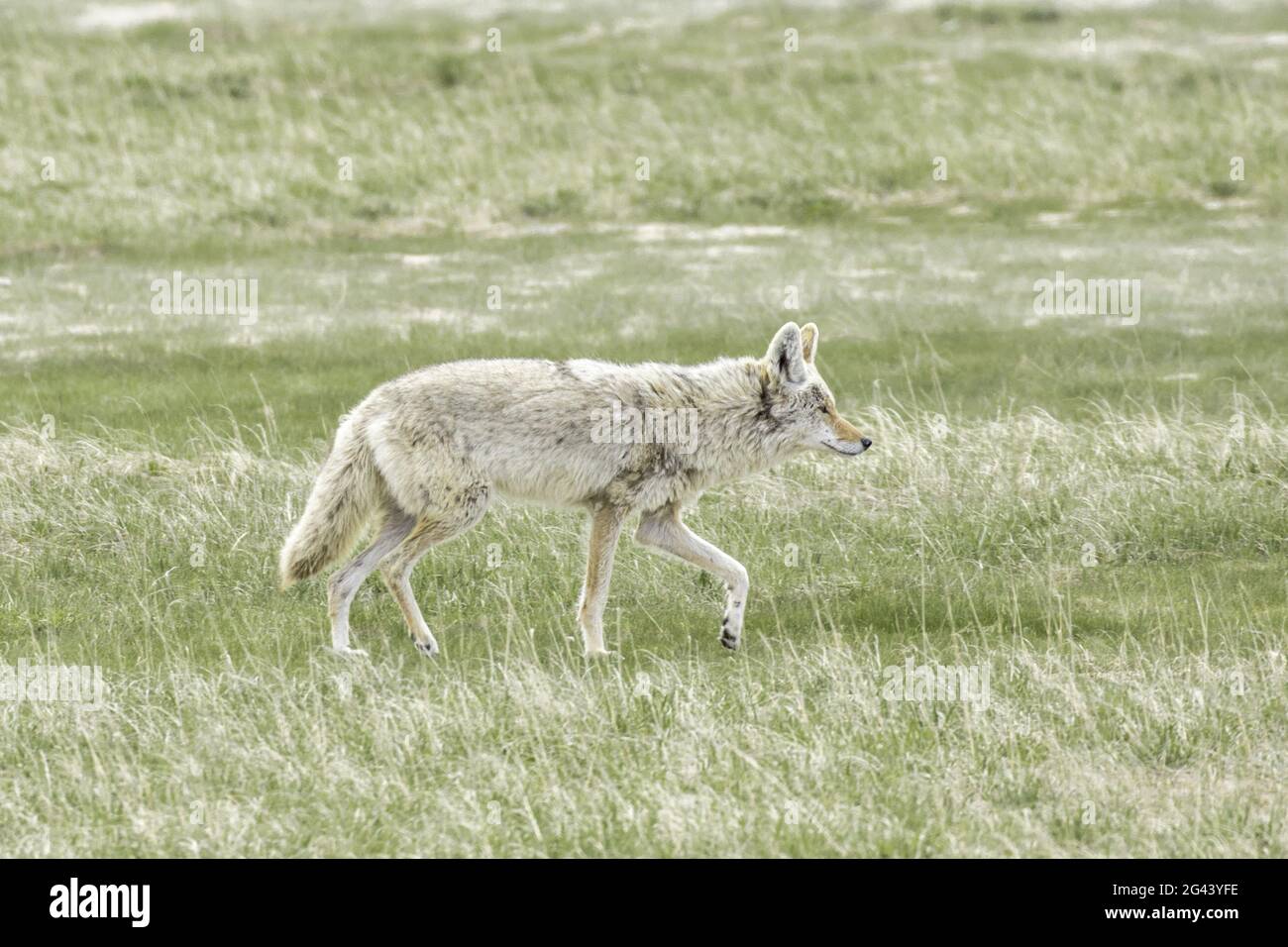 Coyote side hi-res stock photography and images - Alamy