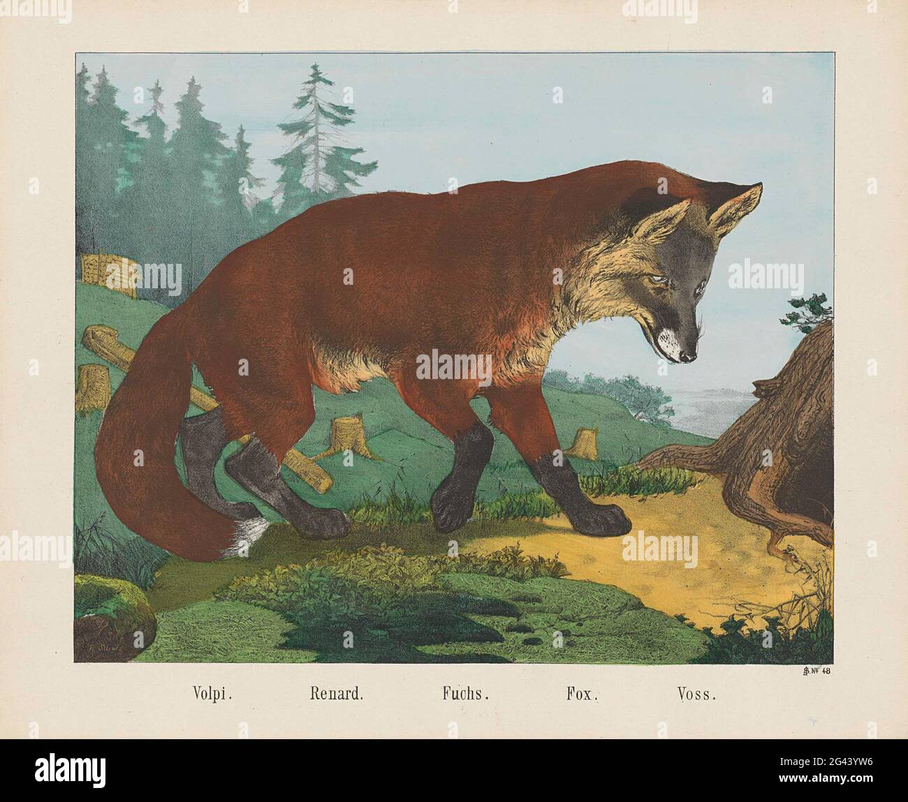 VOLPI. / Renard. / Fuchs. / Fox. / Voss. Fox in a landscape with ...
