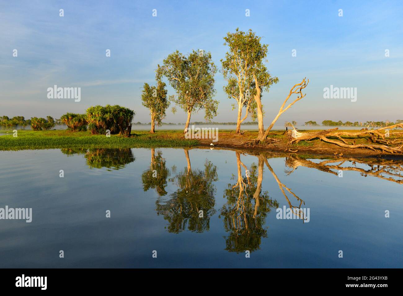 Trees on the riverside in the early morning, Cooinda, Kakadu National ...