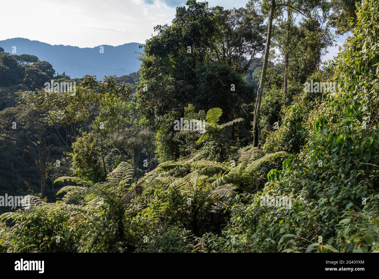 Tree ferns and lush vegetation seen from Canopy Walkway, Nyungwe Forest ...