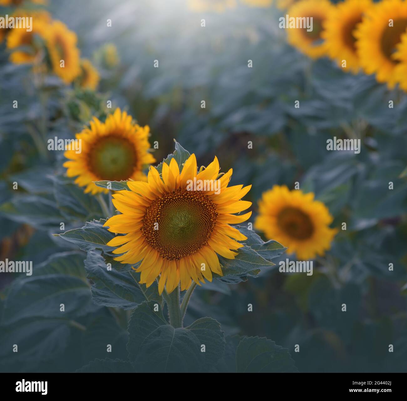 Sunflower field at sunset.Landscape from a sunflower farm.Agricultural ...