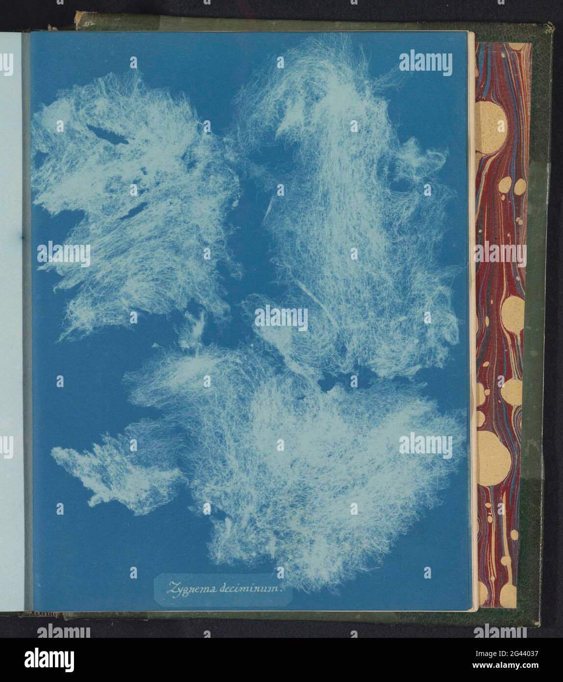 Zygnema deciminum hi-res stock photography and images - Alamy