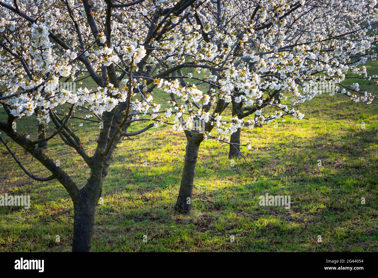 Spring cherry trees blooming hi-res stock photography and images - Alamy