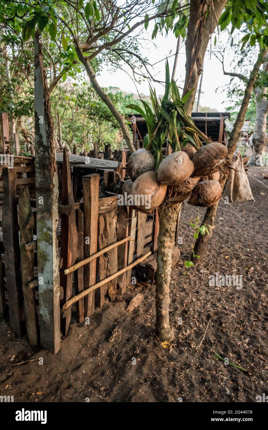 Fresh harvested coconuts, Malekula, Vanuatu, South Pacific, Oceania ...
