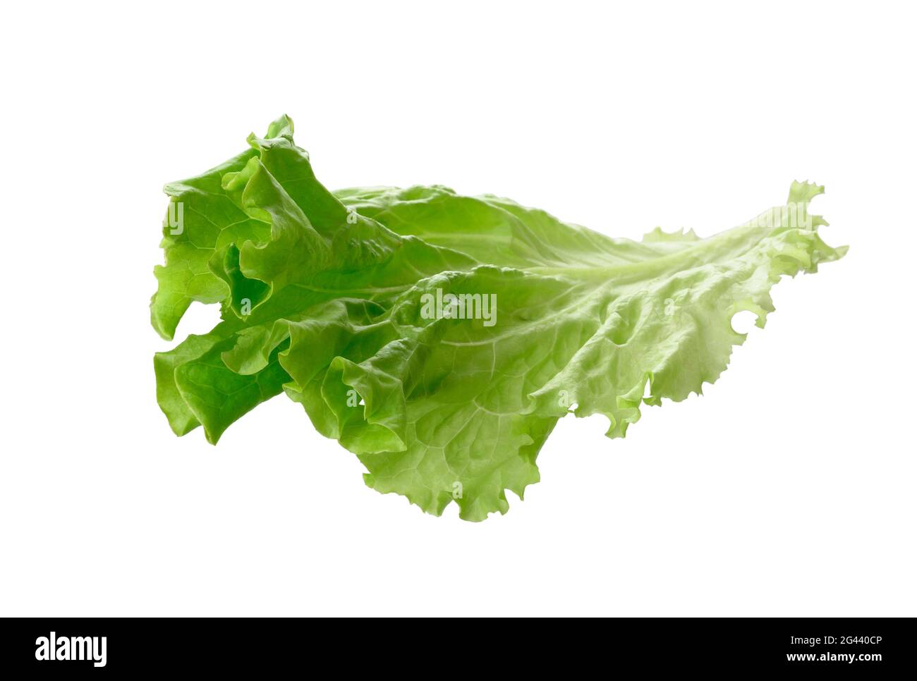 Green lettuce leaf isolated on white background Stock Photo - Alamy