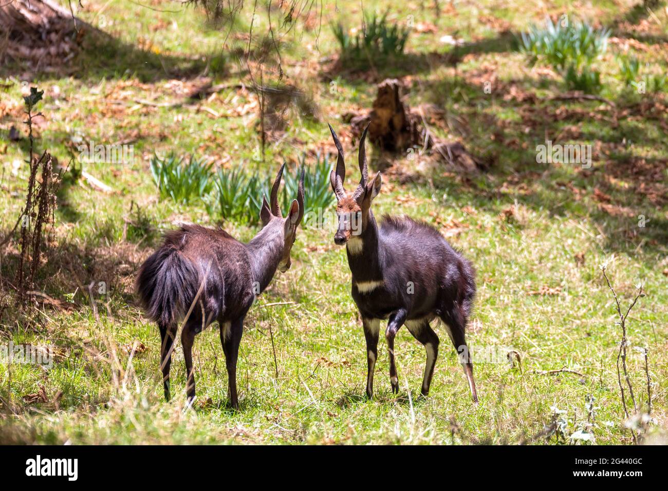 Male menelik bushbuck bale hi-res stock photography and images - Alamy