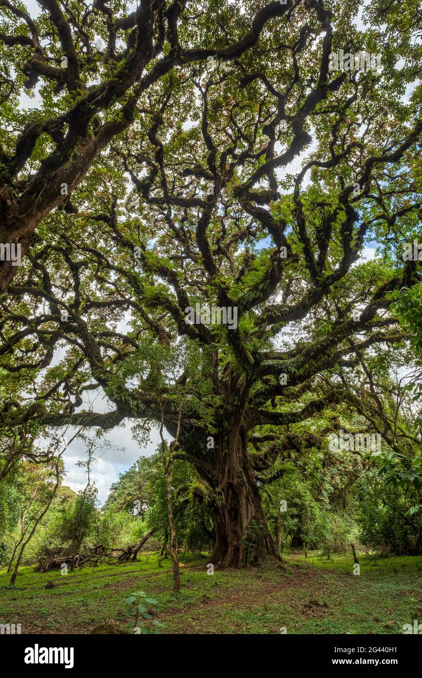 Harenna Forest biotope in Bale Mountains, Ethiopia Stock Photo - Alamy