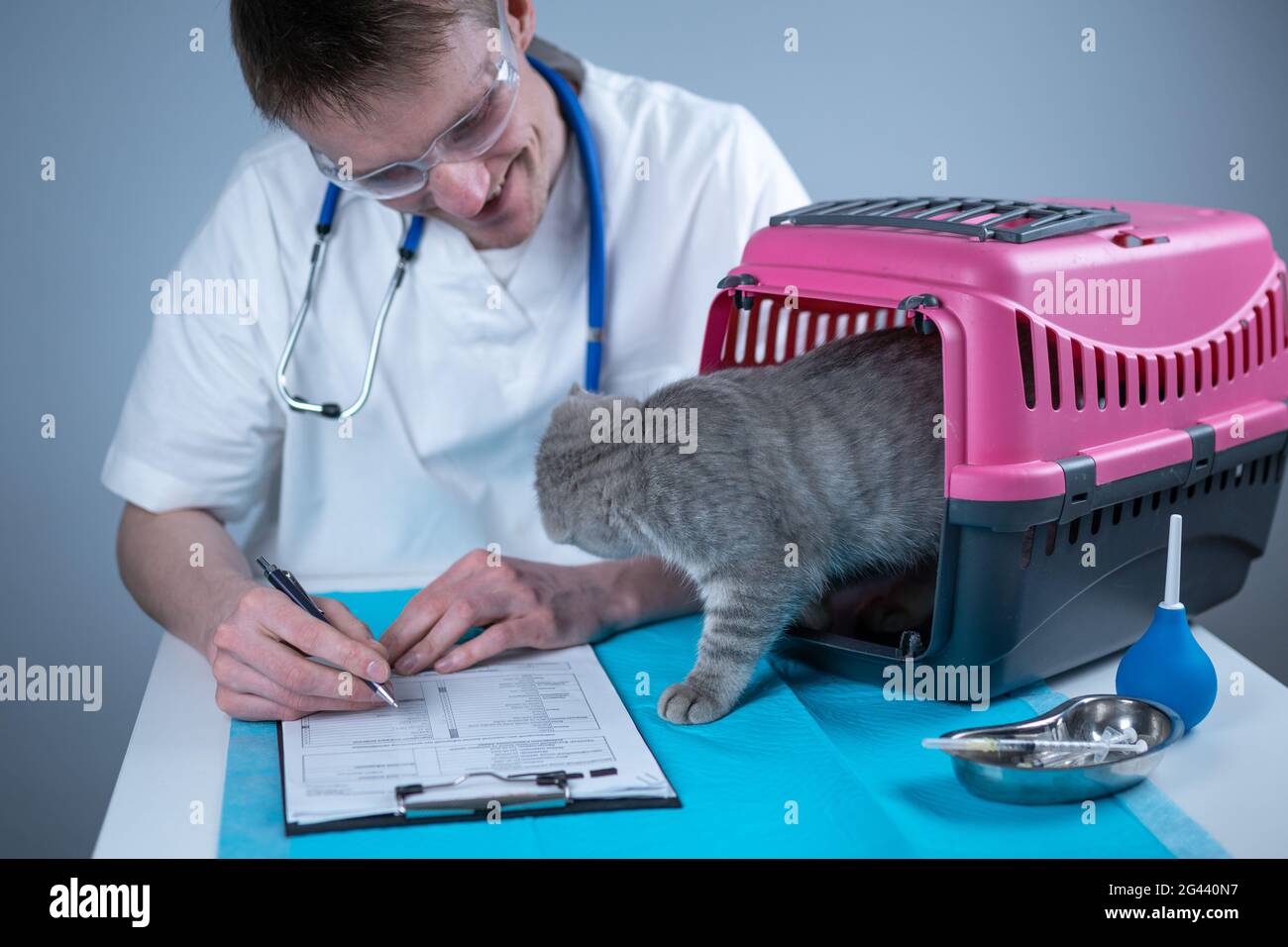 Male veterinarian takes notes on health check of gray Scottish Straight ...