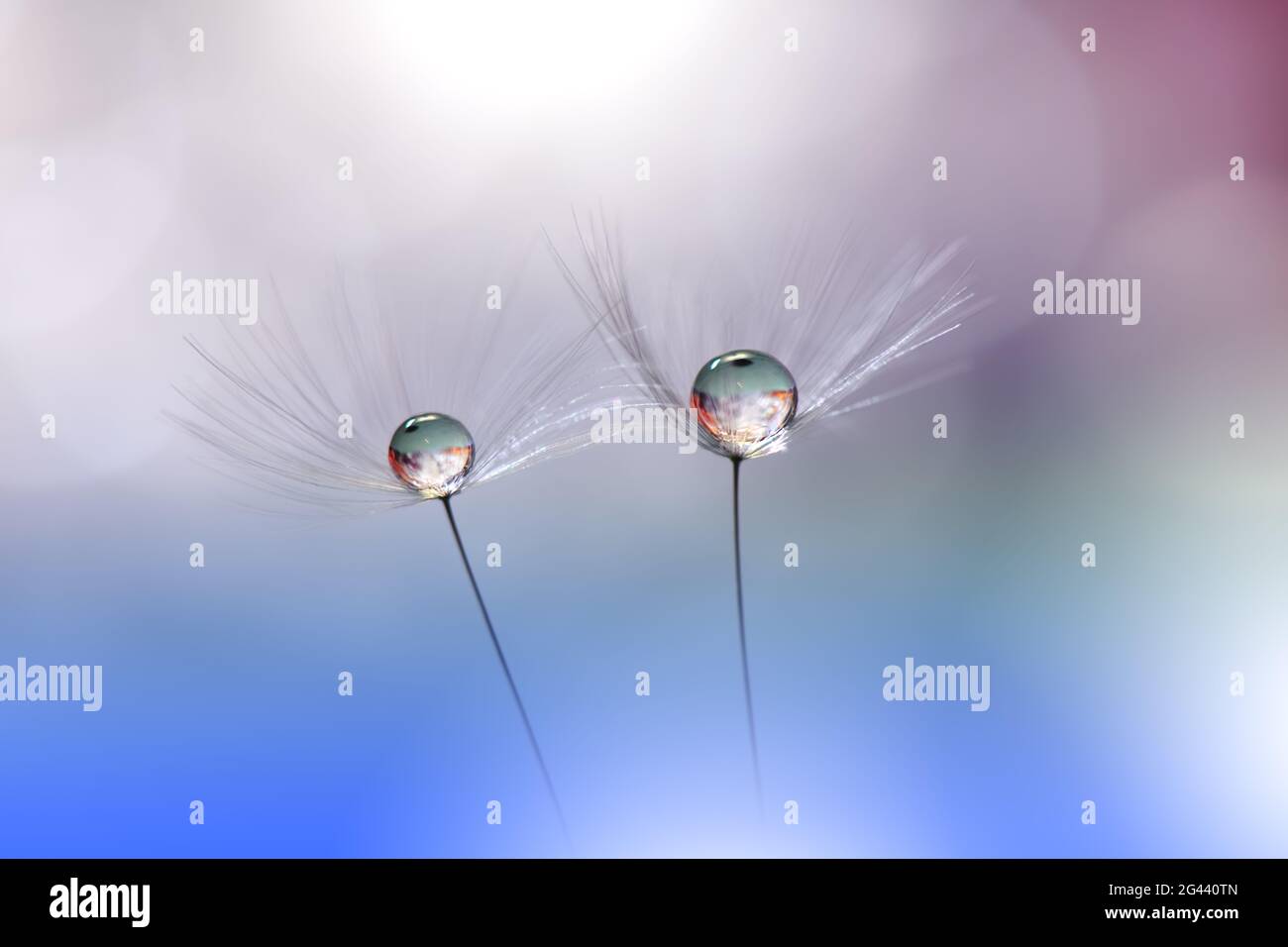 Beautiful Blue Nature Background.Amazing Spring Dandelion Flower.Water ...