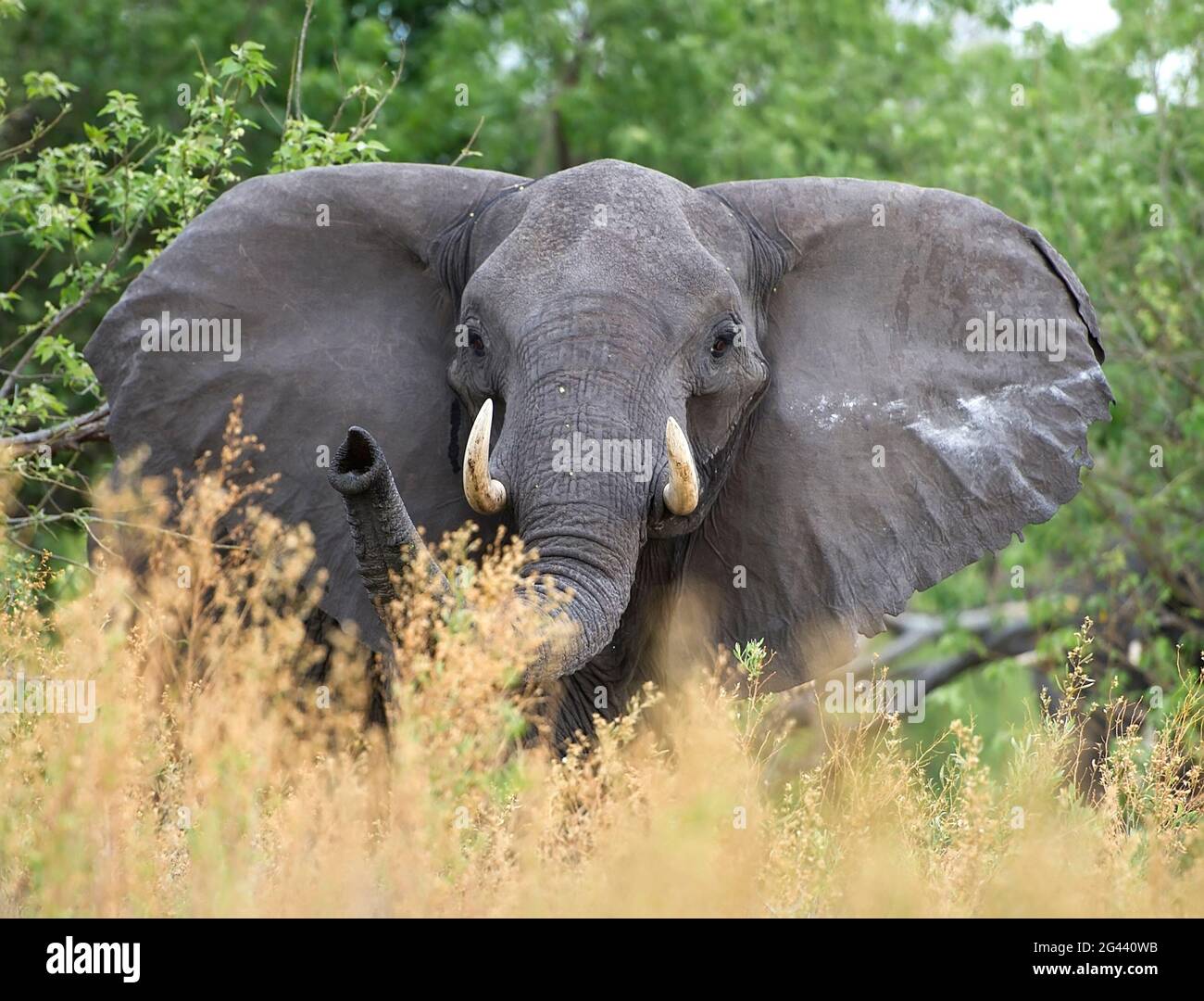 A young African elephant peeking curiously behind tall grass Stock ...